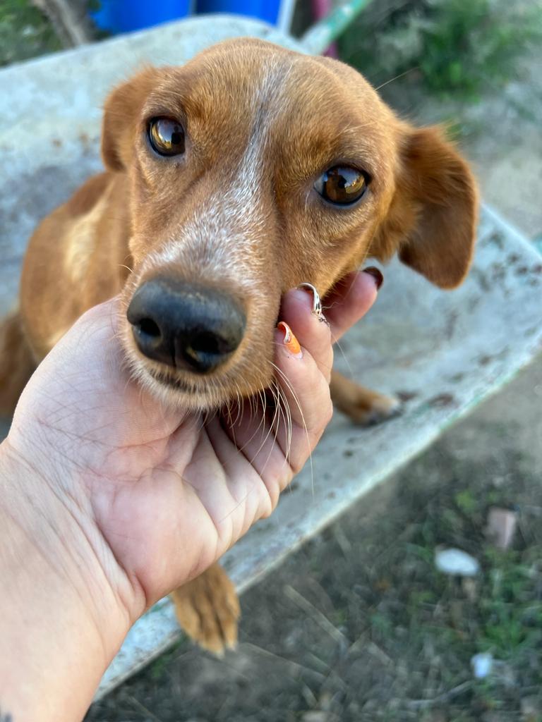 Penelope - Tierschutzverein ARCA e.V.