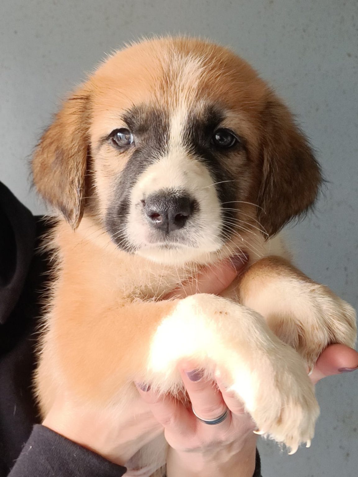 Barney - Tierschutzverein ARCA e.V.