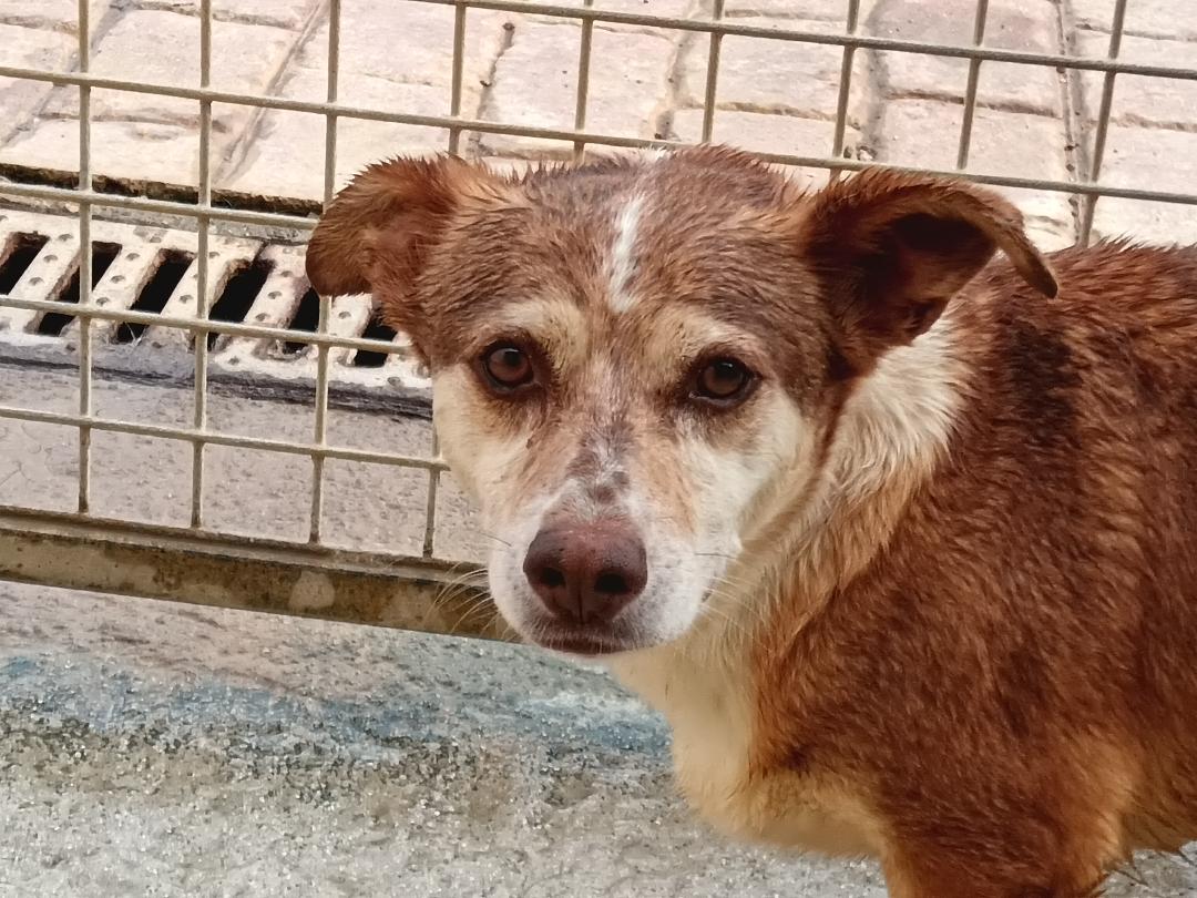 Retinto - Tierschutzverein ARCA e.V.